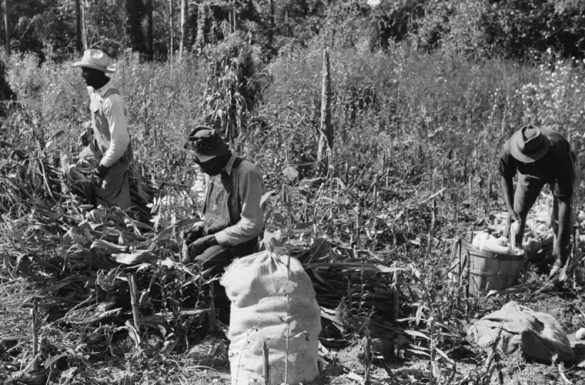 Sharecropping: A Historical Agricultural System in the Post-Civil War ...