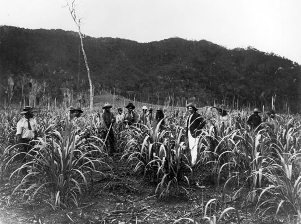 From the Caribbean to Queensland: re-examining Australia’s ...